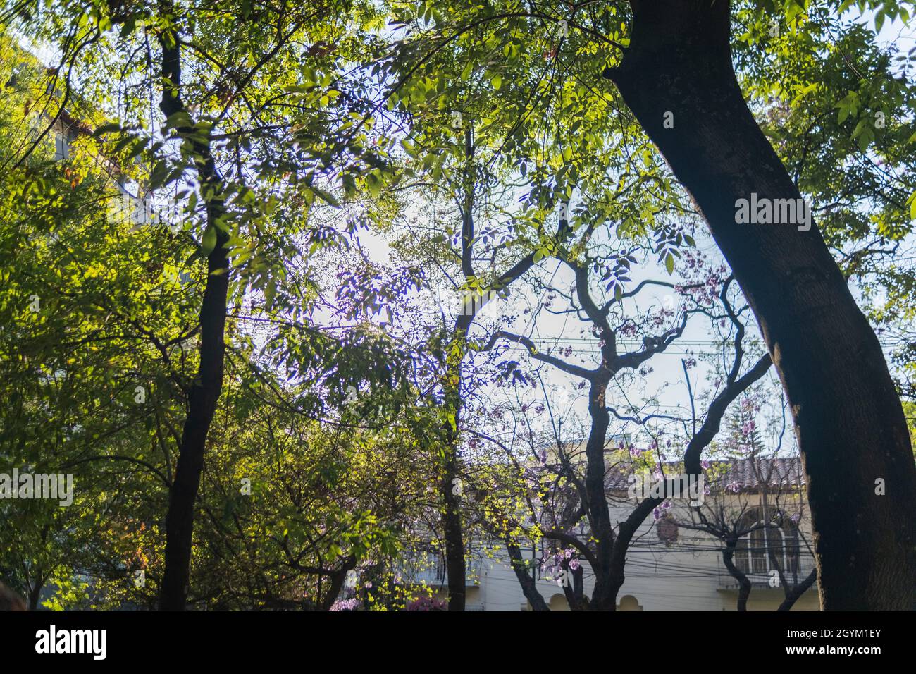 Beautiful view of bushes and trees in park from Mexico City Stock Photo ...
