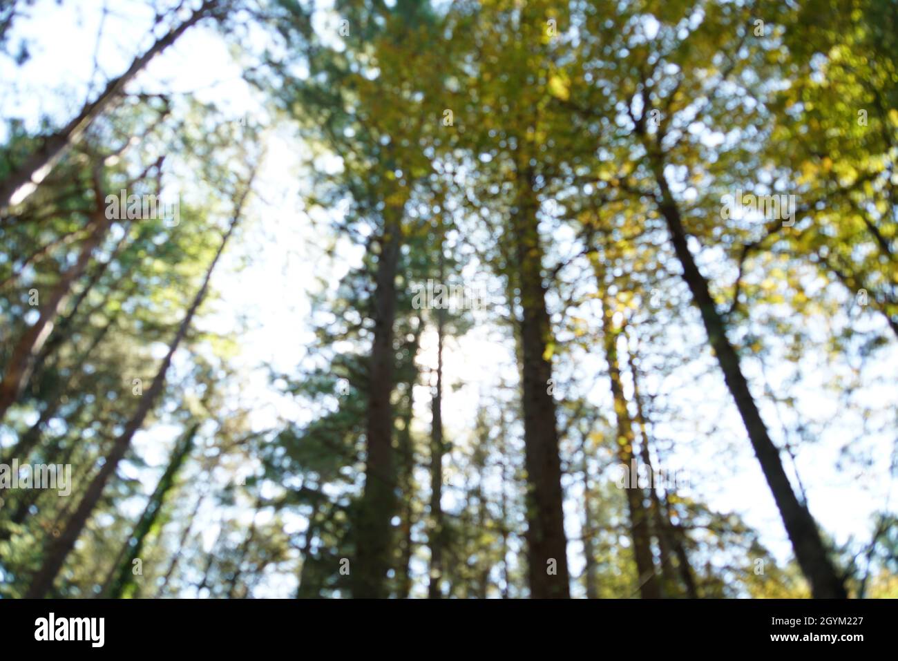 Blurry Trees for Background Stock Photo - Alamy