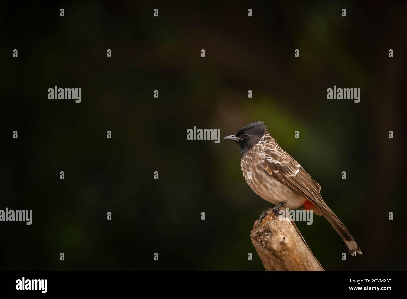 Red vented Bulbul, Pycnonotus cafer, Hampi, Karnataka, India Stock ...