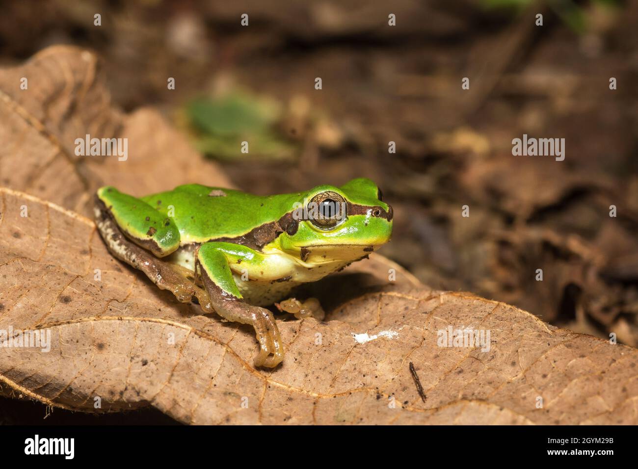 Jerdon's tree frog, frog, green frog, dead brown leaf, Hyla annectans ...