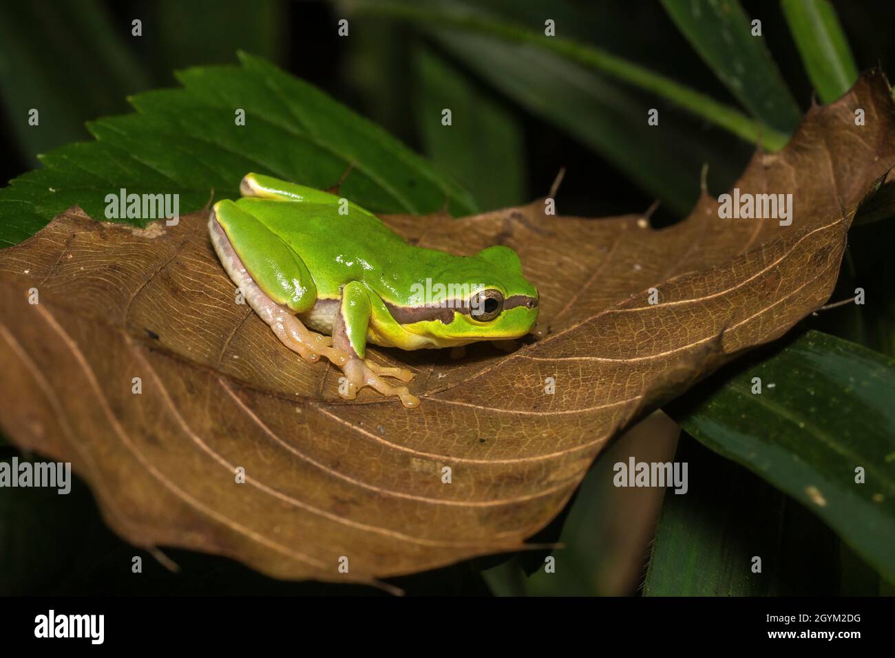Jerdon's tree frog, frog, green frog, dead brown leaf, Hyla annectans ...