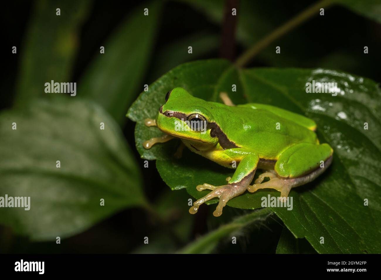 Hyla annectans hi-res stock photography and images - Alamy