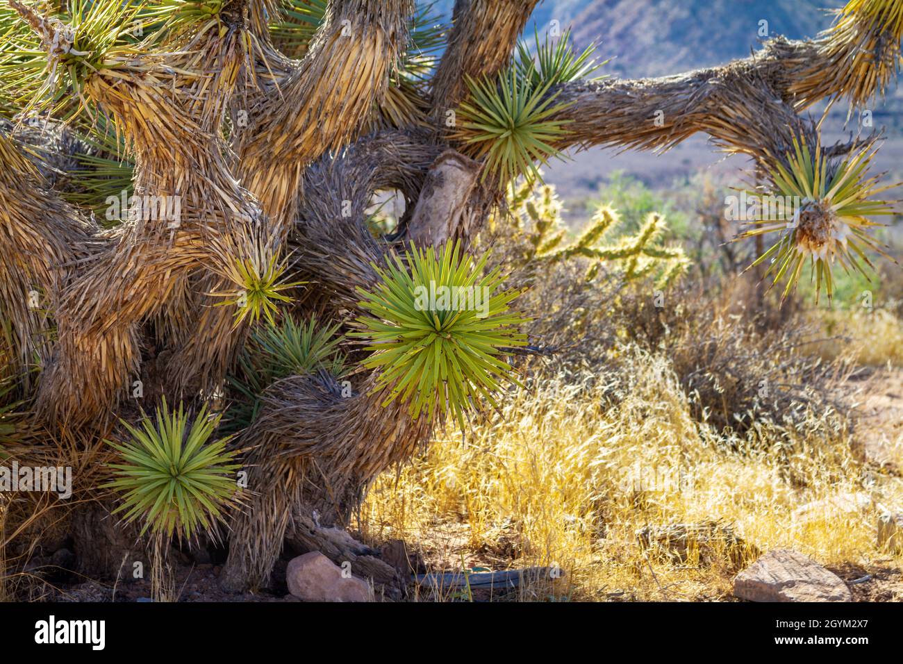 Green spikes on the lower part of a Joshua Tree in the Southern Nevada ...