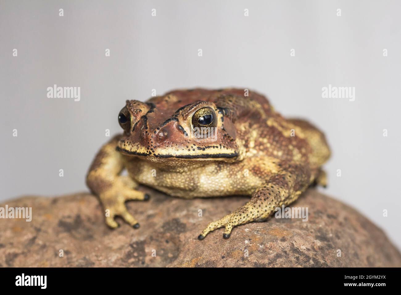Indan Toad, Duttaphrynus melanostictus, Saswad, Pune District ...