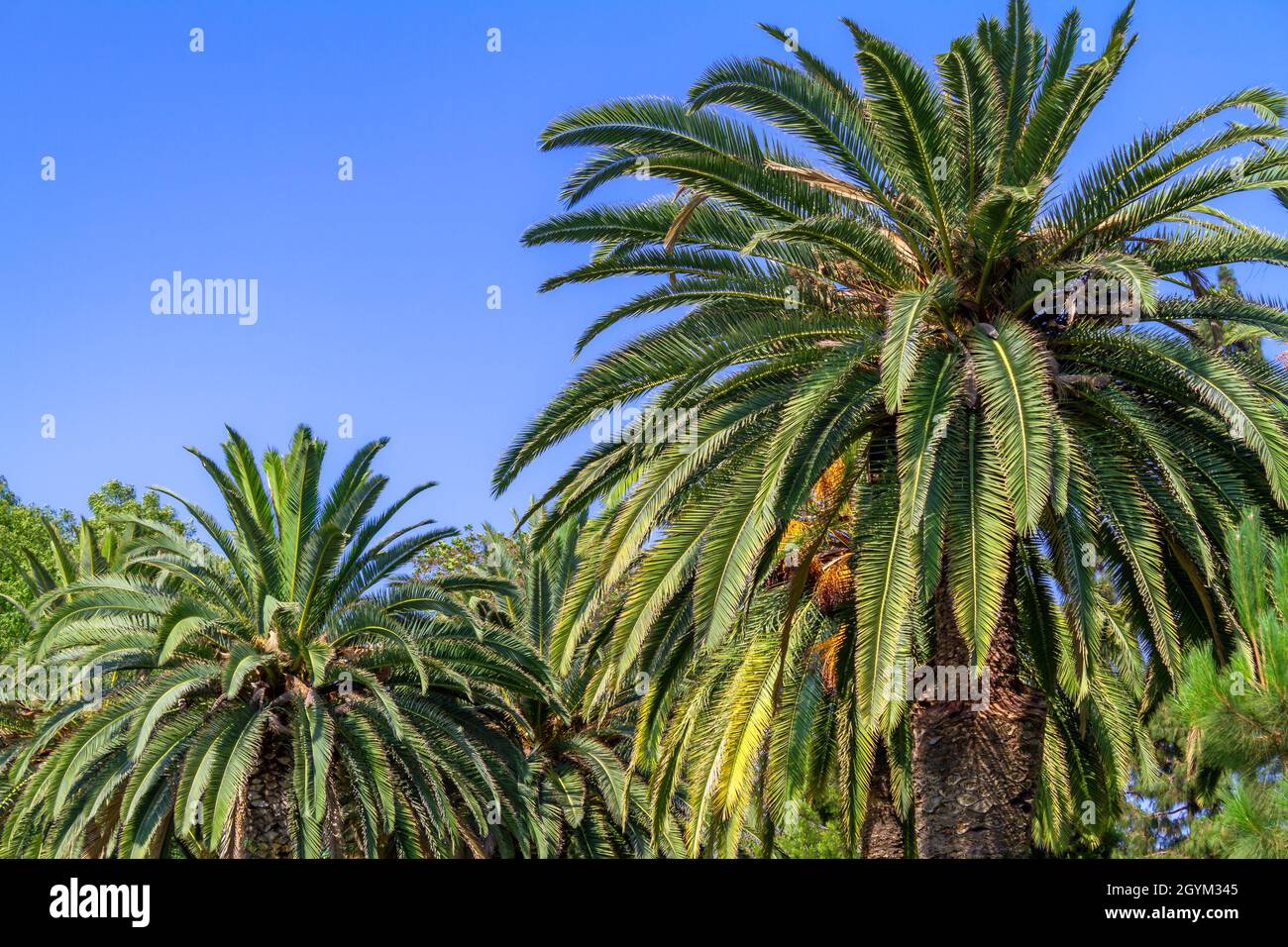 Group of large date palm trees with blue sky Stock Photo - Alamy