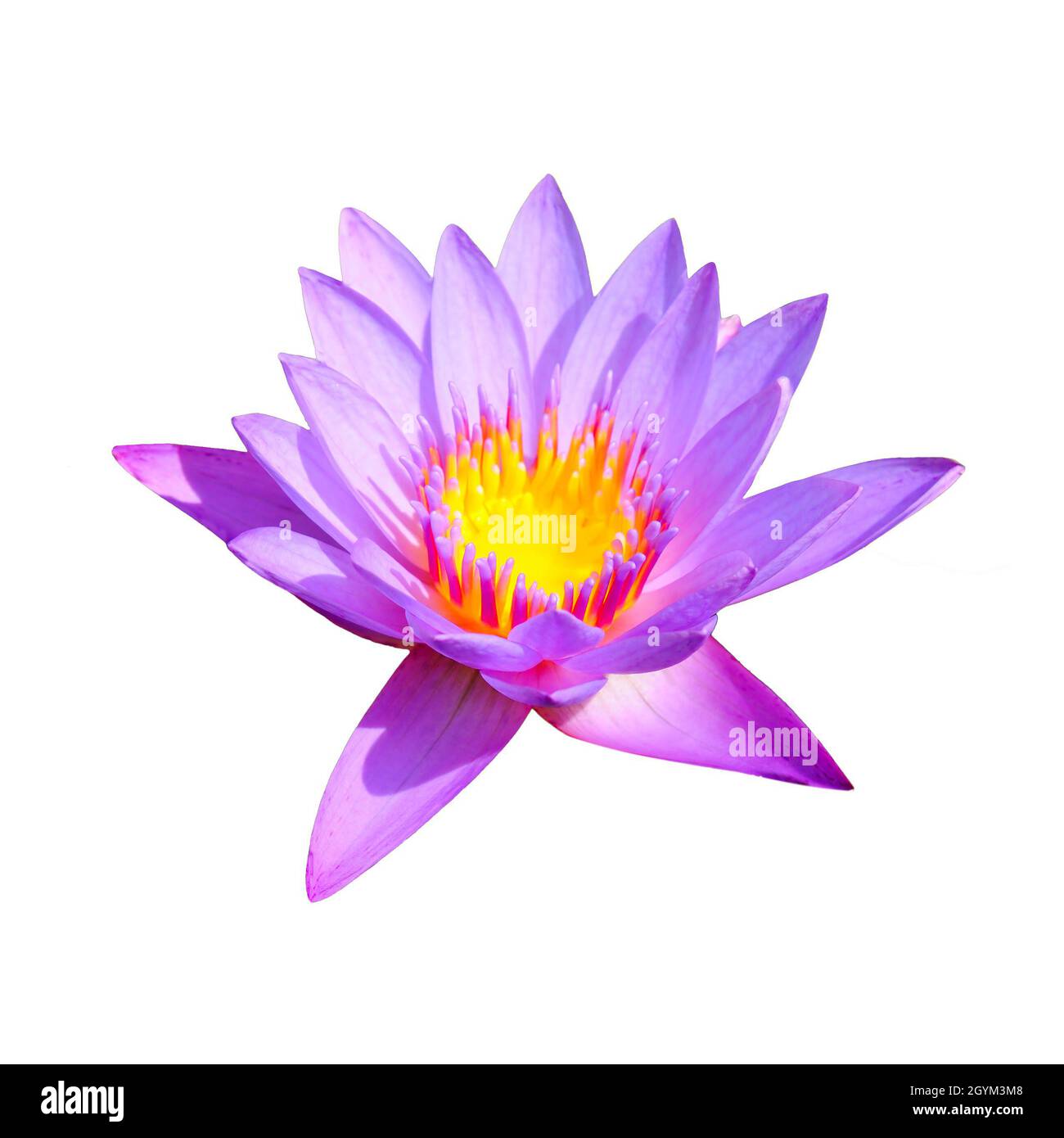 Lotus flower isolated on white background Stock Photo - Alamy