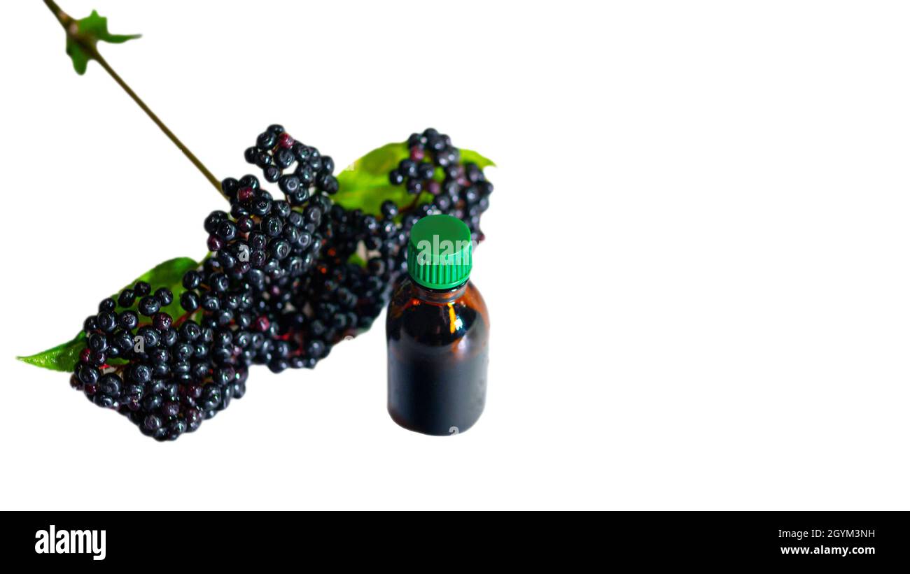 Medicinal black berry isolated on white background. Elderberry with a ...