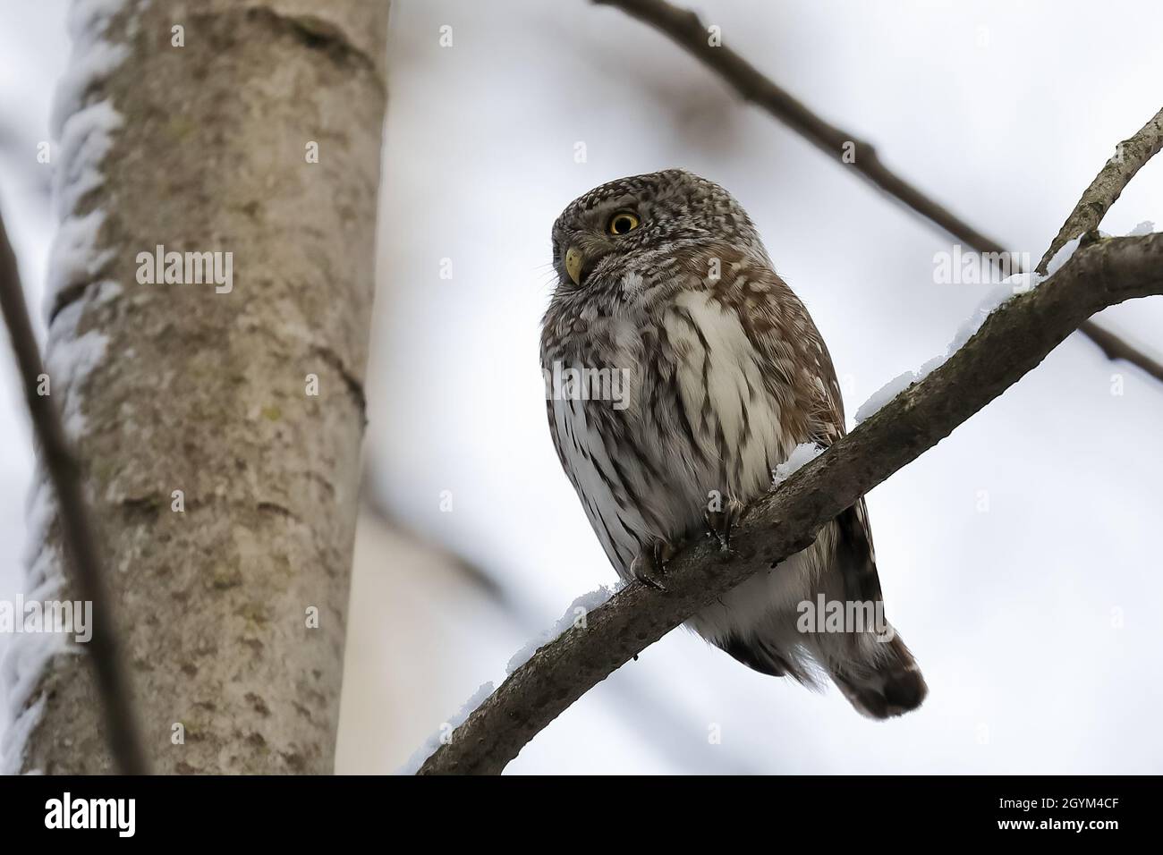 Eurasian Pygmy Owl Stock Photo - Alamy