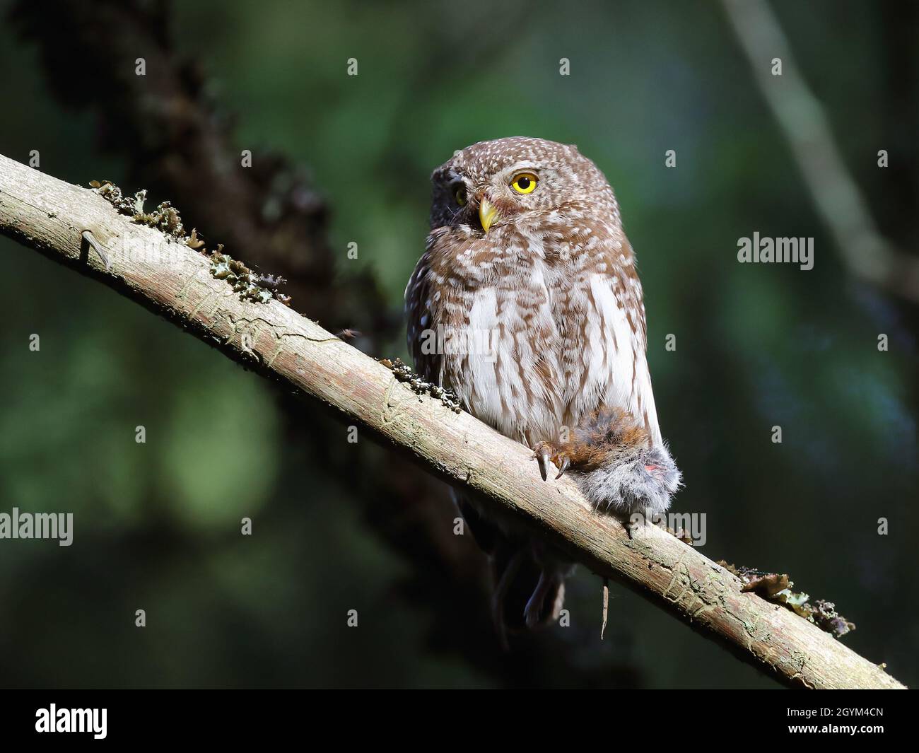 Eurasian Pygmy Owl Stock Photo - Alamy