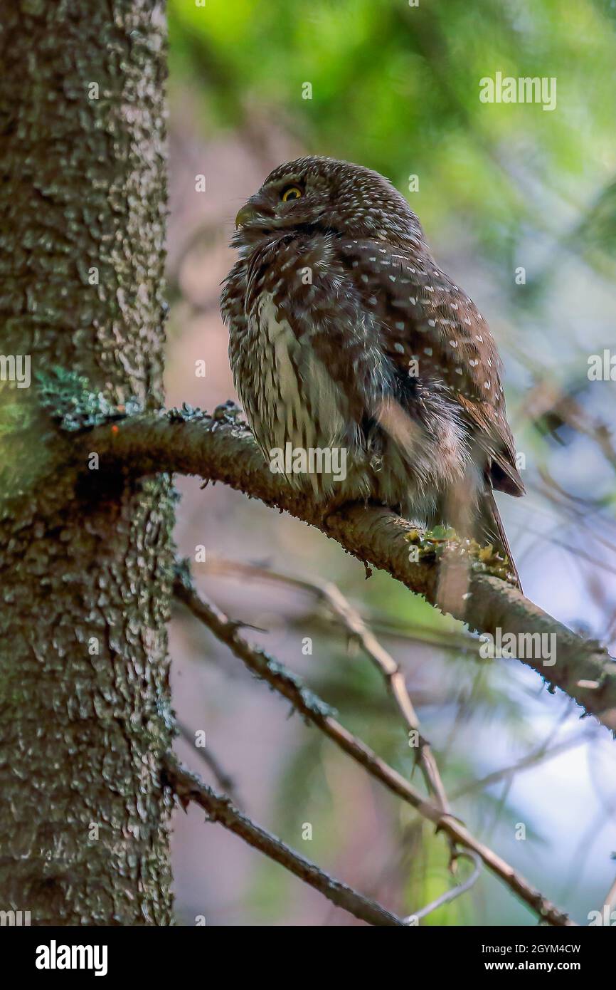 Eurasian Pygmy Owl Stock Photo - Alamy