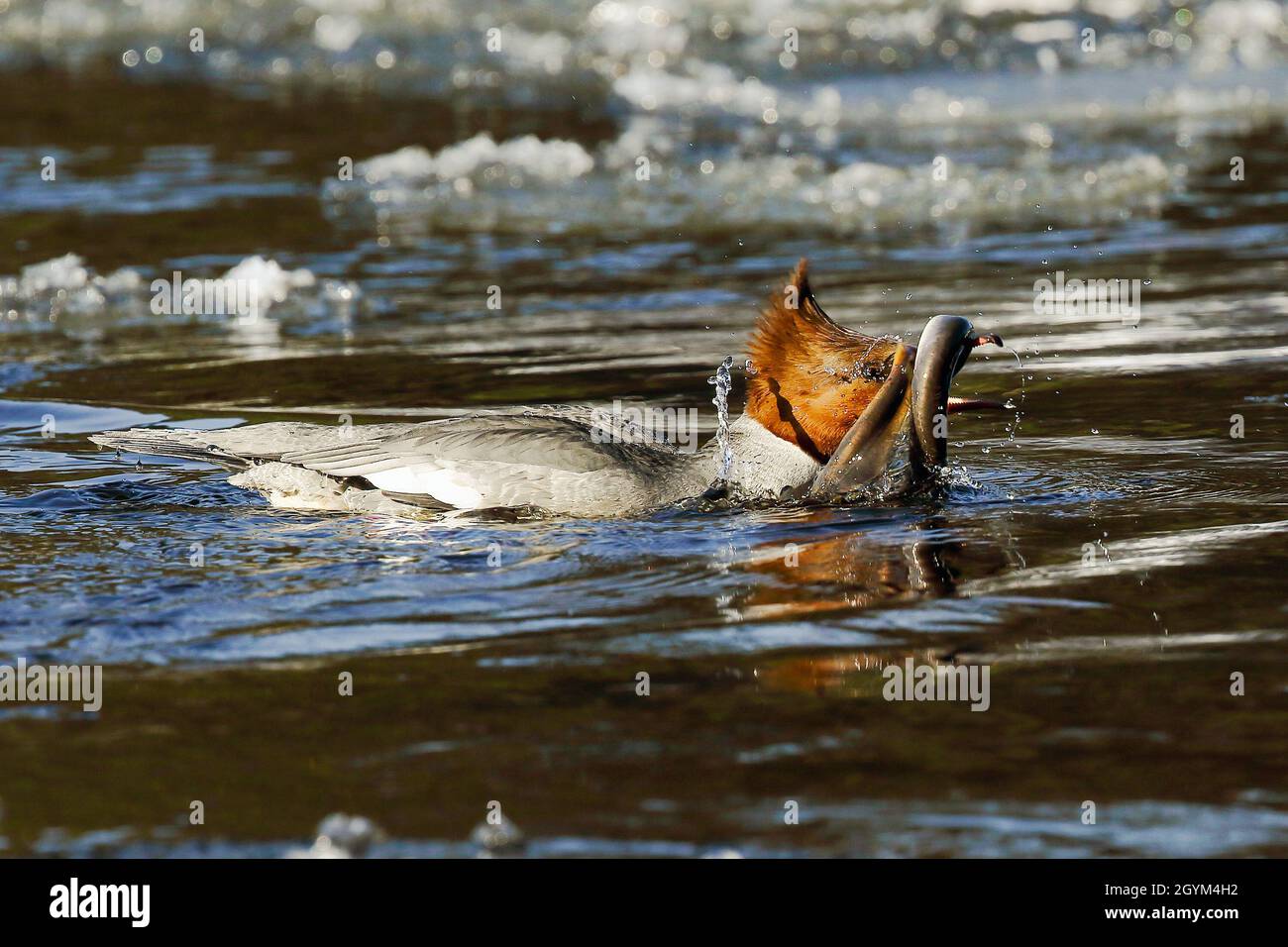 River lamprey hi-res stock photography and images - Alamy