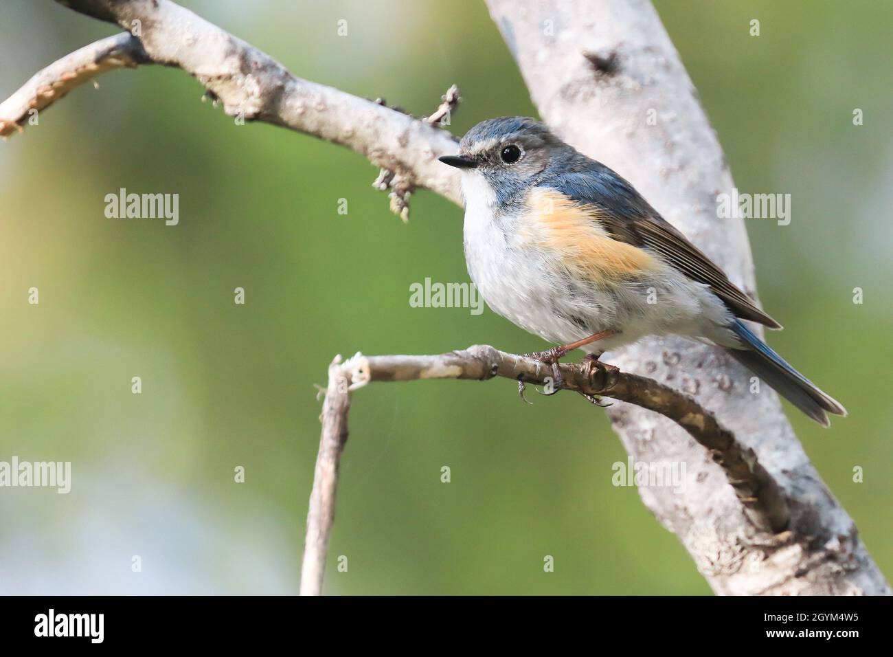 Orange-flanked Bush Robin Stock Photo - Alamy
