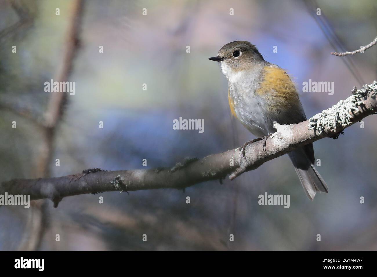 Orange-flanked Bush Robin Stock Photo - Alamy