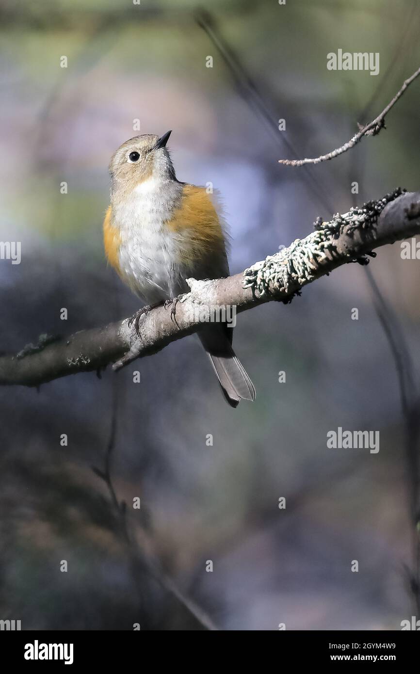 Orange-flanked Bush Robin Stock Photo - Alamy
