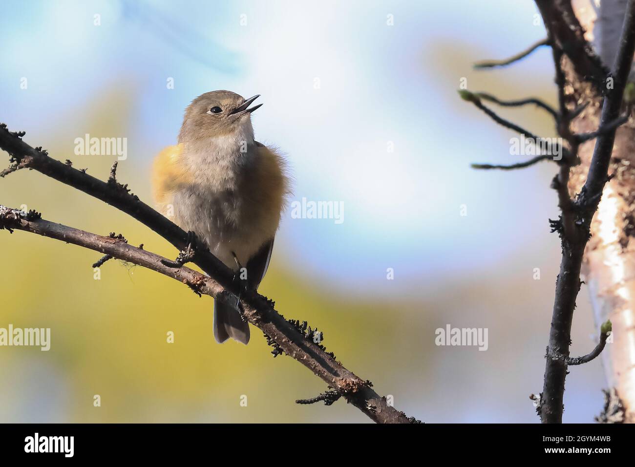 Orange-flanked Bush Robin Stock Photo - Alamy