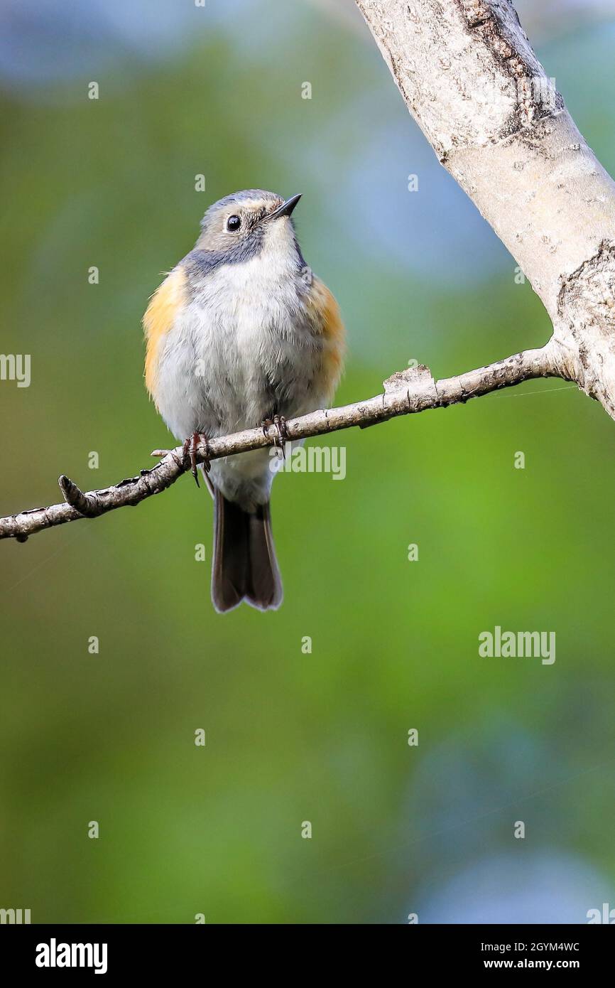 Orange-flanked Bush Robin Stock Photo - Alamy