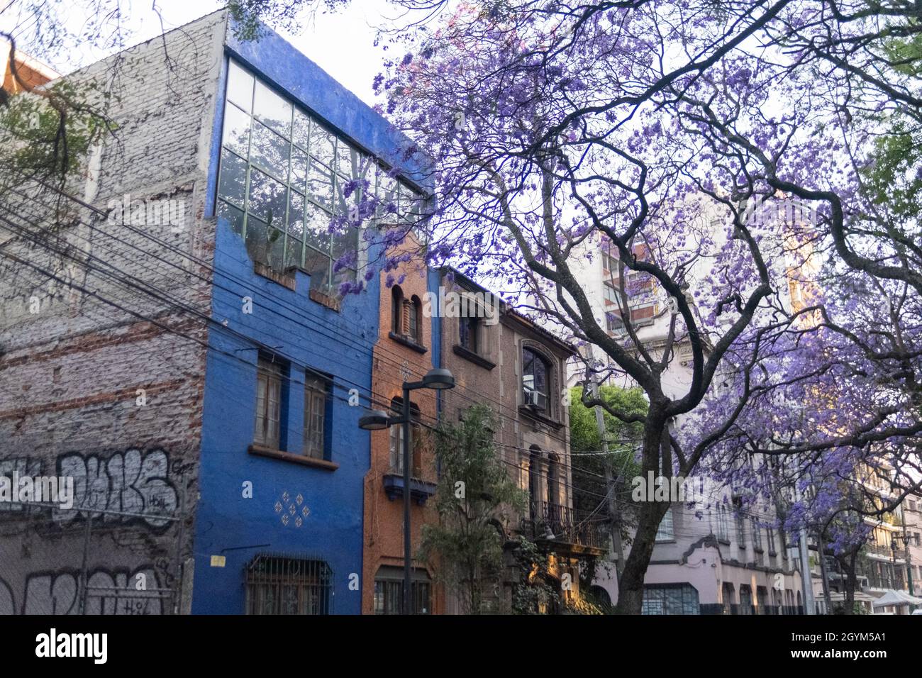 Jacaranda trees mexico city hi-res stock photography and images - Alamy
