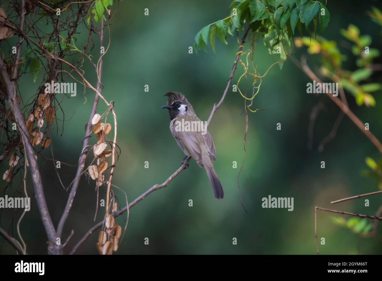 Himalayan bulbul, Pycnonotus leucogenys, India Stock Photo - Alamy