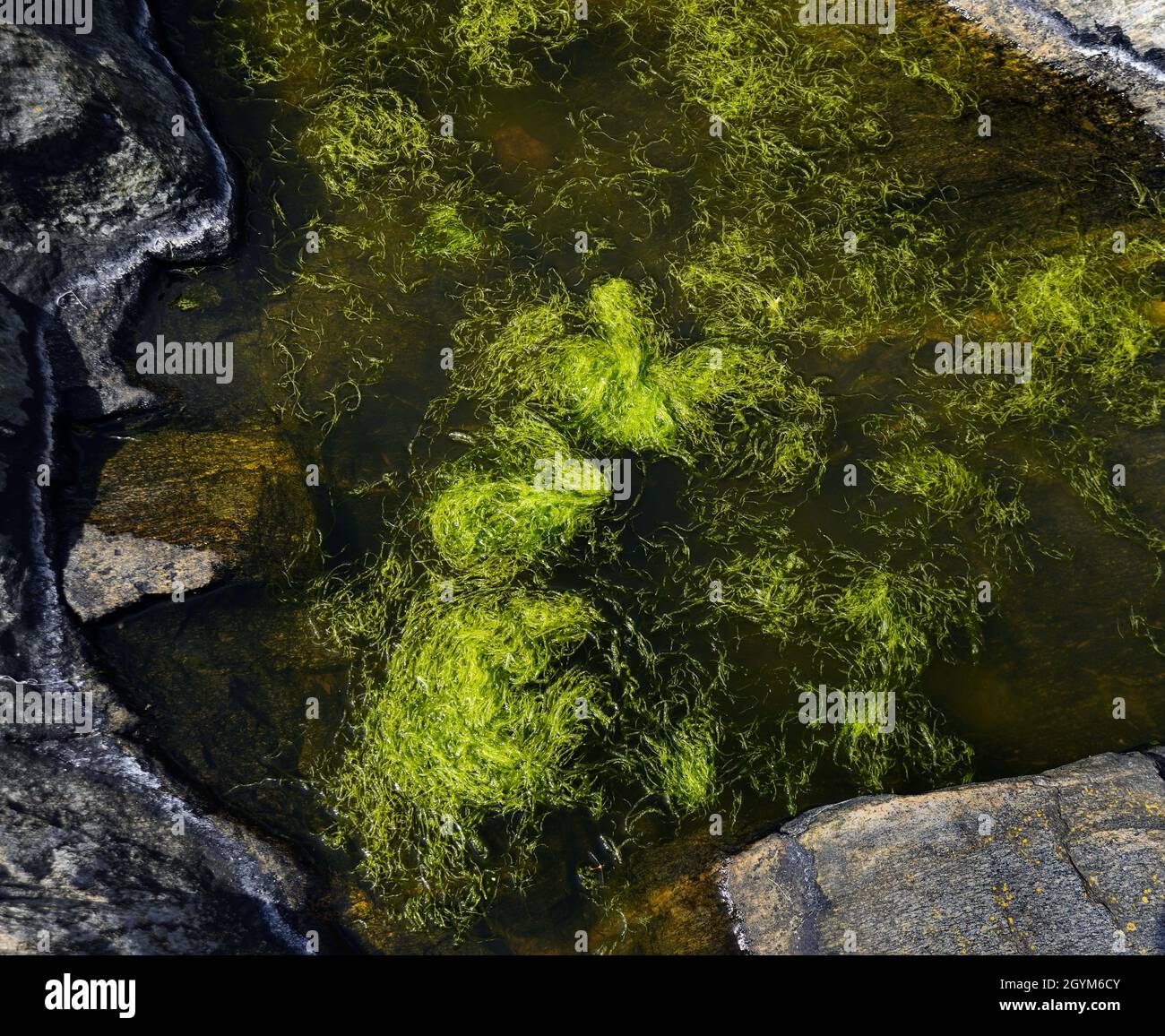 green algae in the coastal waters of the Baltic Sea Stock Photo - Alamy