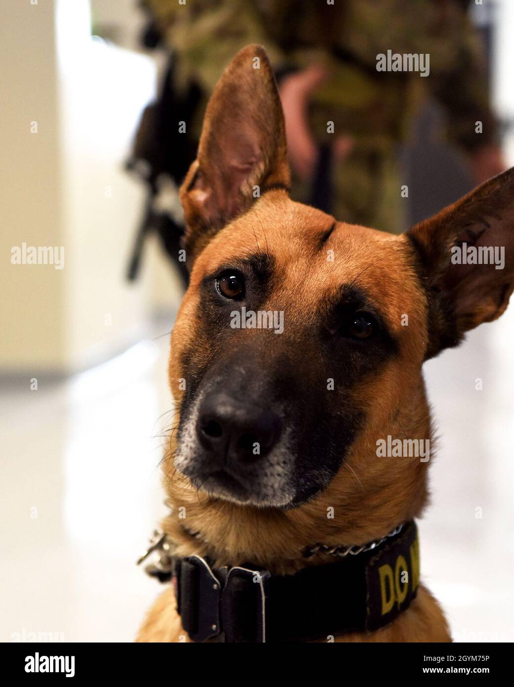 Bico, 319th Security Forces Squadron military working dog, sits in ...