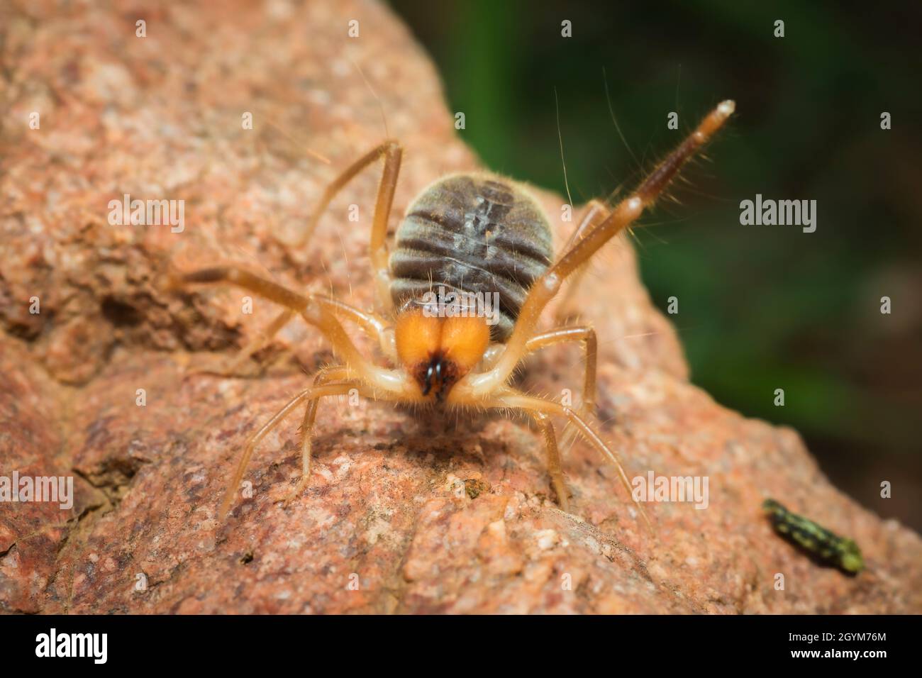 Solifuge, Sun spider, Galeodes granti, India Stock Photo - Alamy