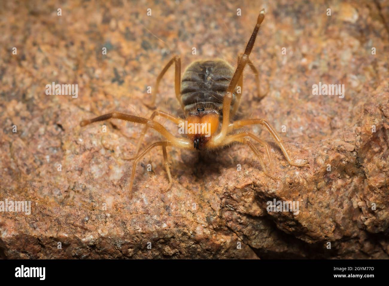 Solifuge, Sun spider, Galeodes granti, India Stock Photo - Alamy