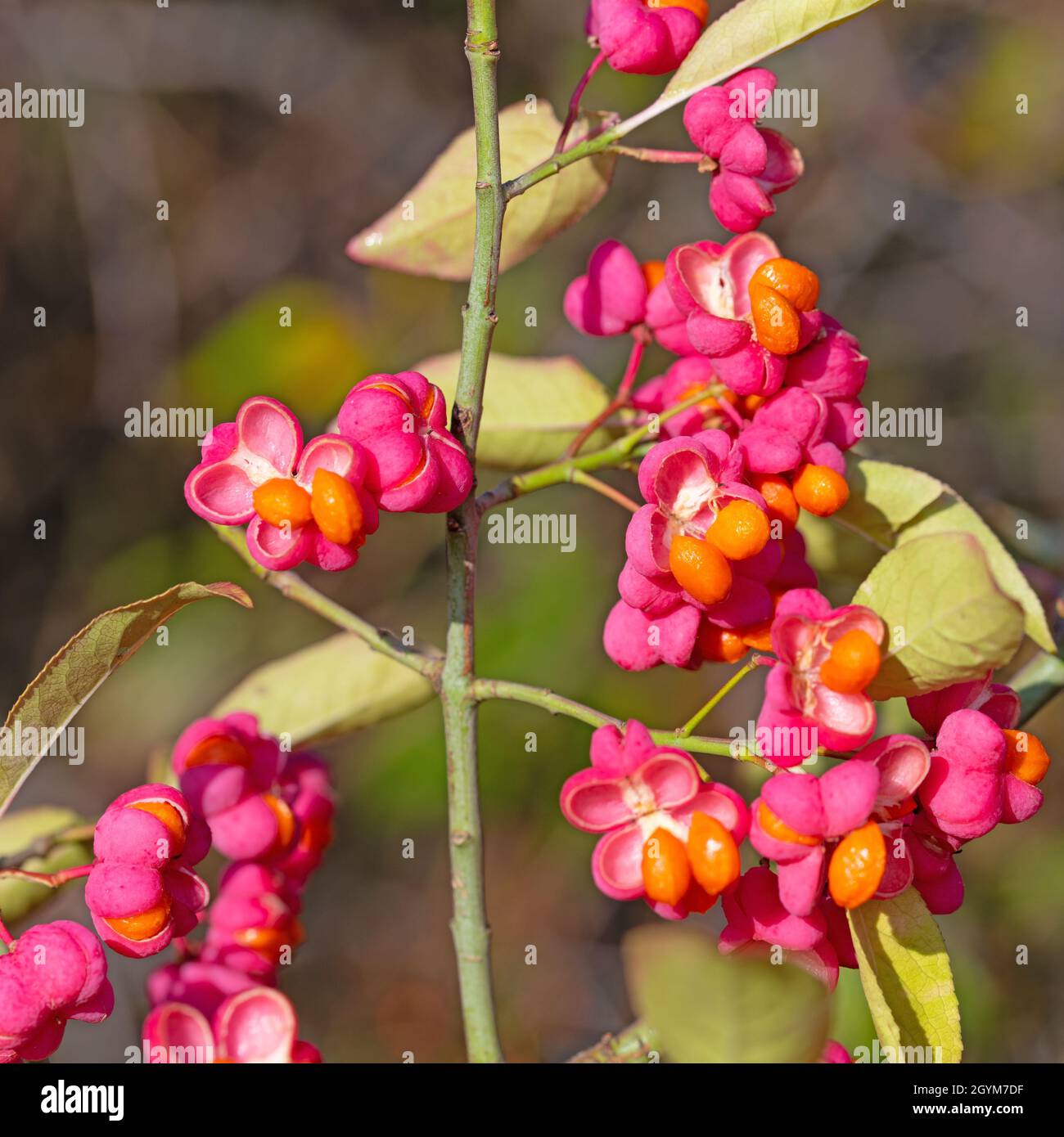 Fruits of Spindle shrub, Euonymus europaeus Stock Photo - Alamy