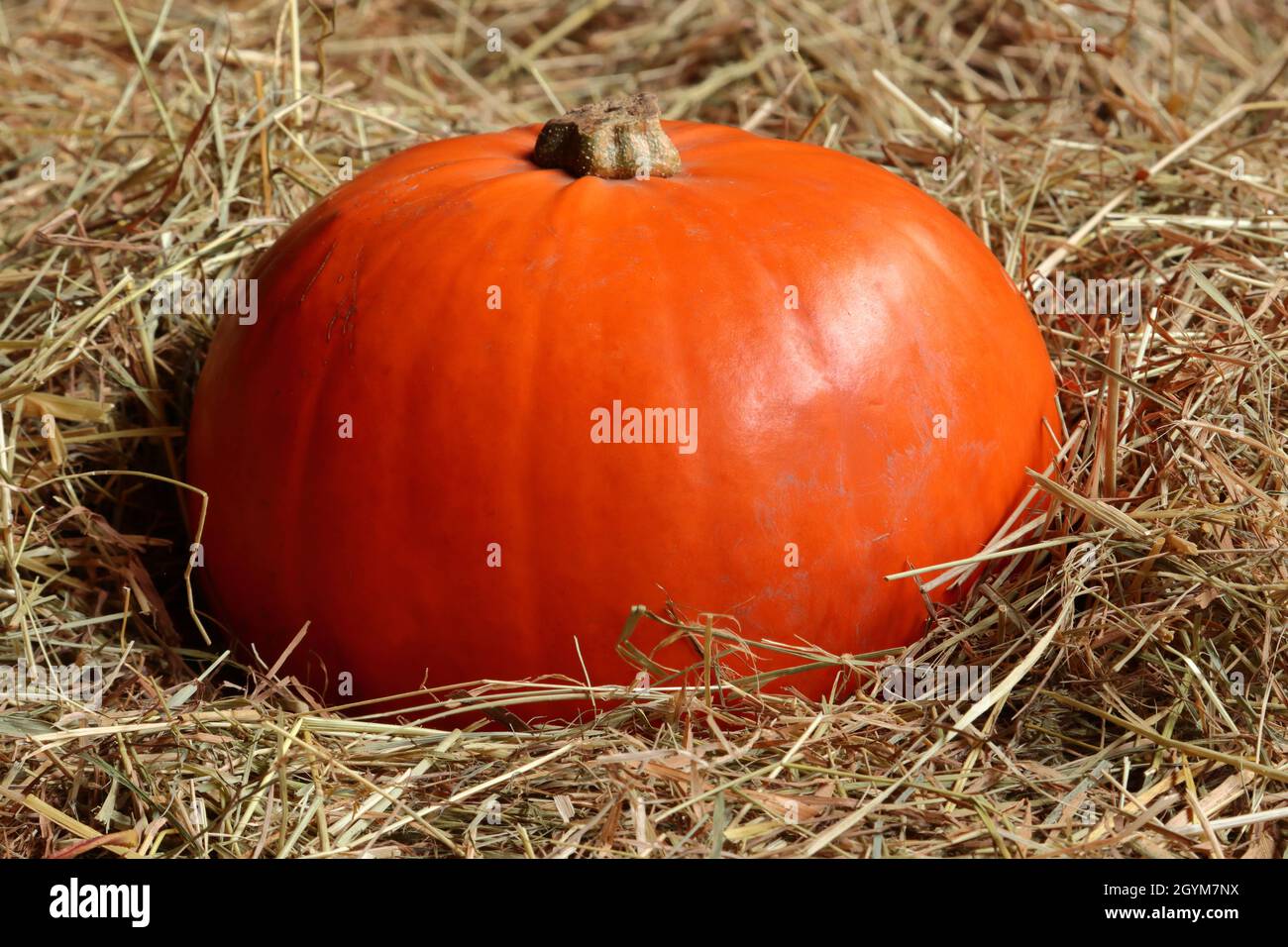 Bright orange pumpkin lying in the hay Stock Photo - Alamy