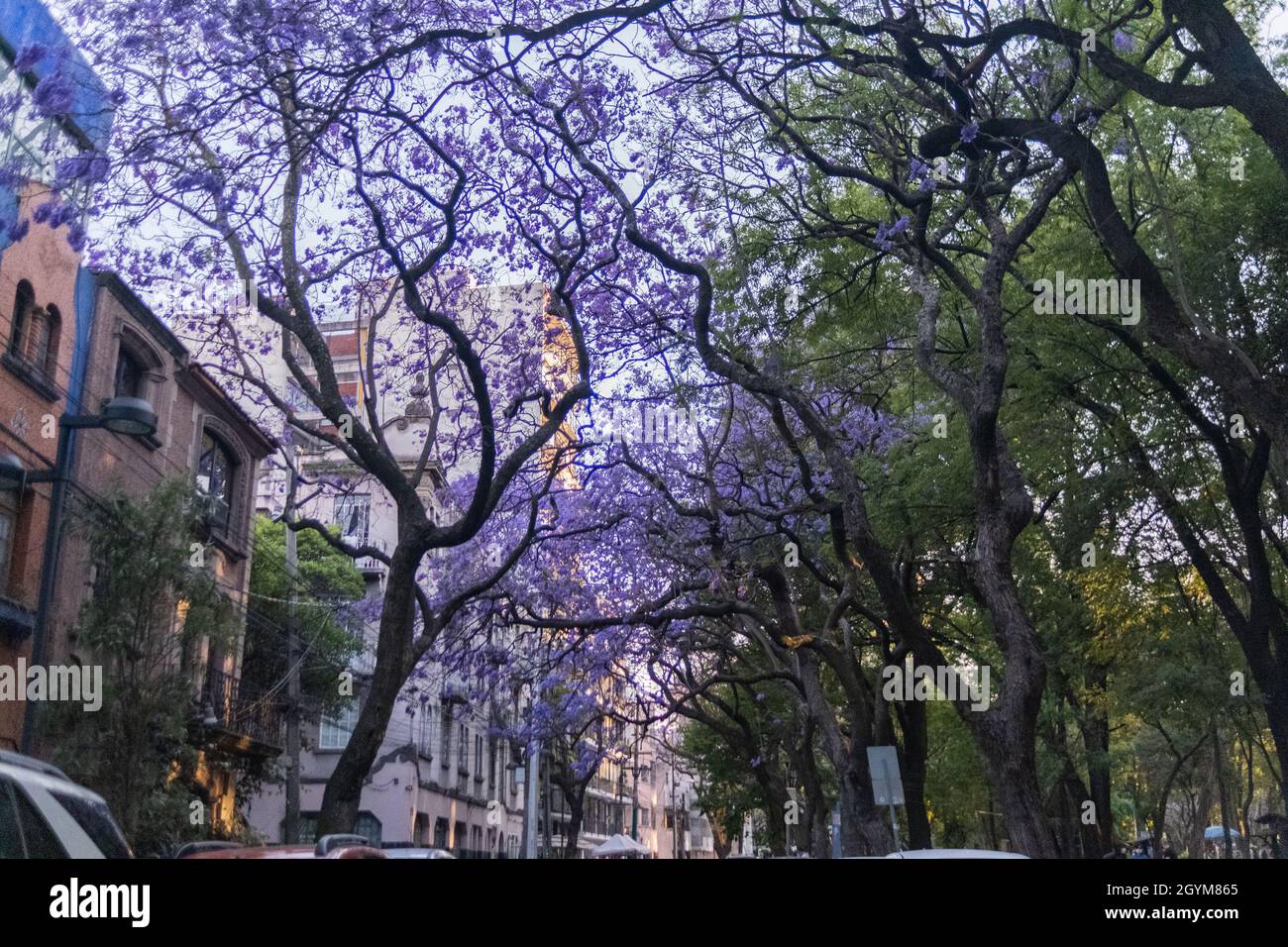 Jacaranda trees mexico city hi-res stock photography and images - Alamy