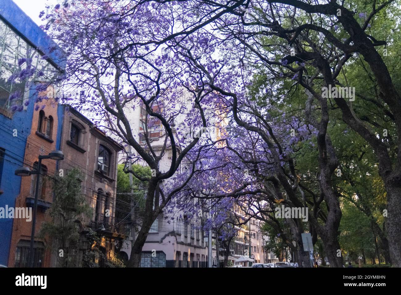 Jacaranda trees mexico city hi-res stock photography and images - Alamy