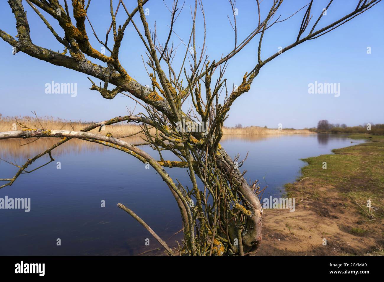 A devastated tree covered with lichen on the bank of the Biebrza river ...