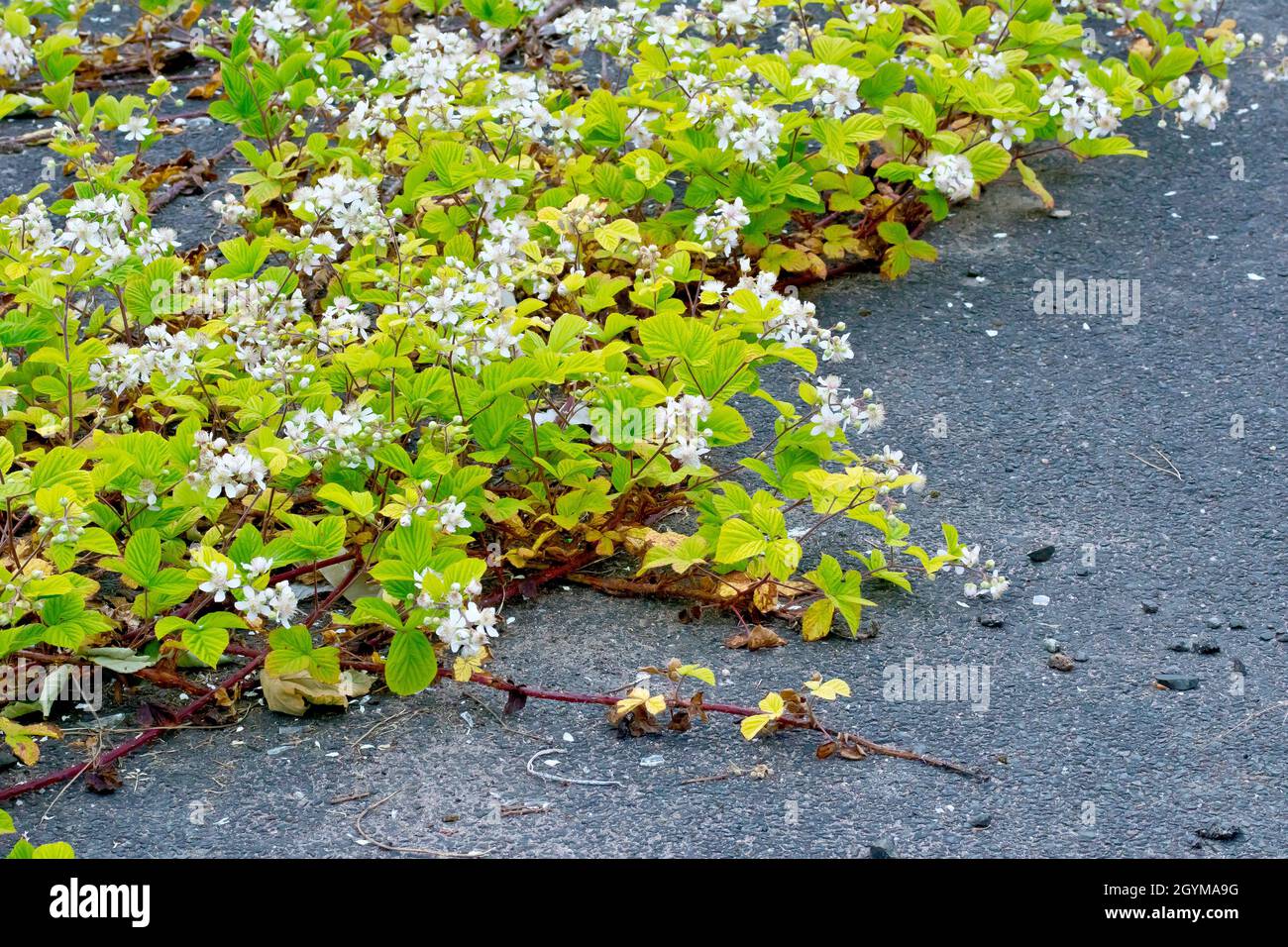 Sprawling plants hi-res stock photography and images - Alamy