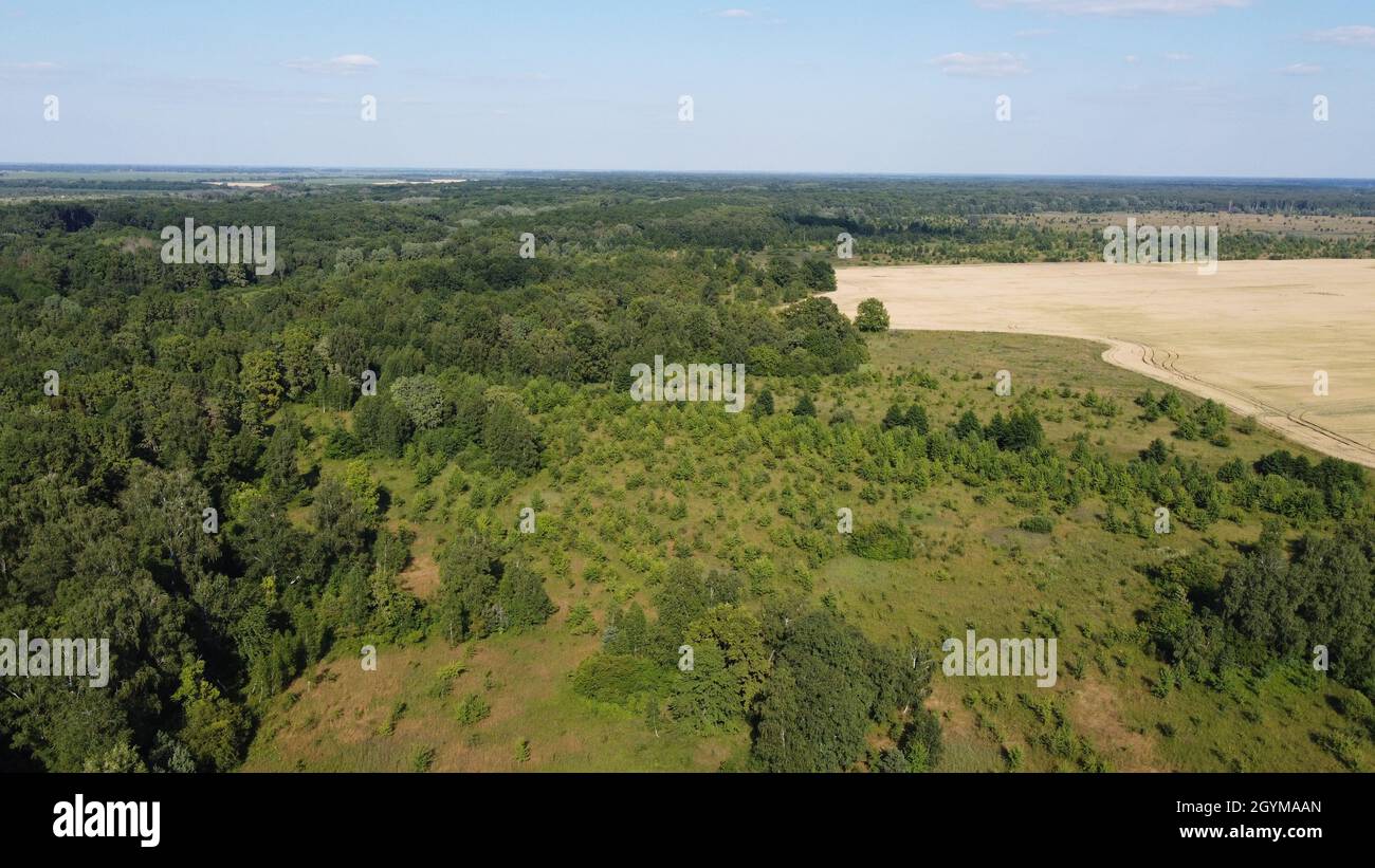 Small green grove, aerial view. Trees in a young forest, landscape ...