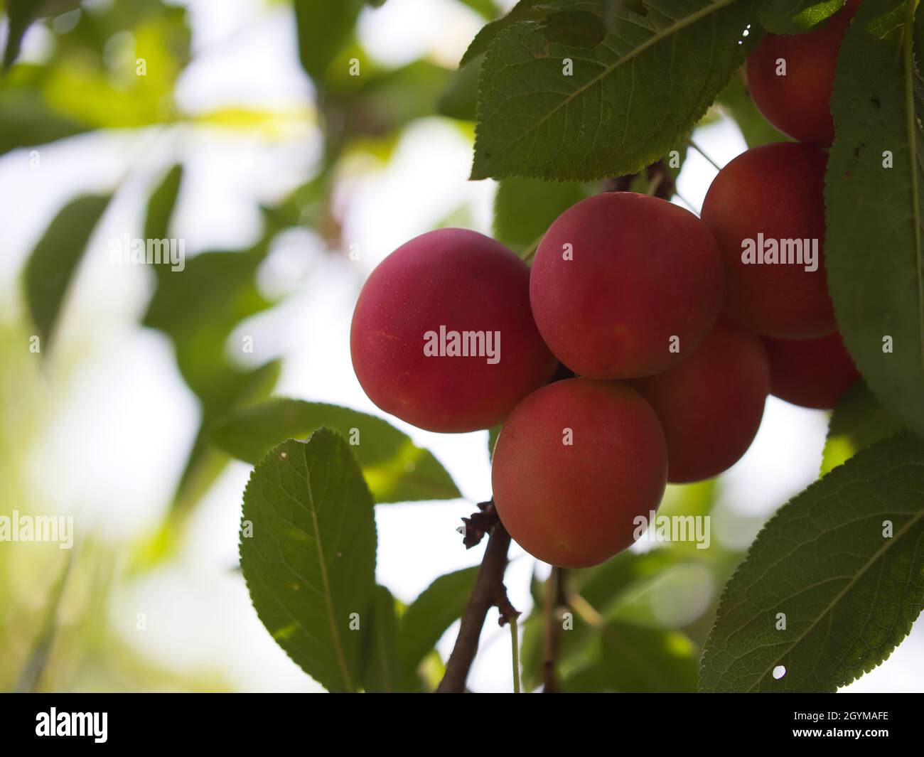 Ripe cherry plum on a branch, close-up. Fruit of a fruit tree Stock ...