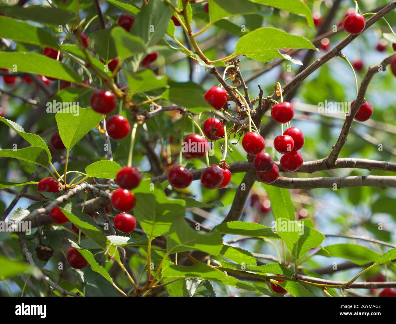 Cherry tree branches hi-res stock photography and images - Alamy
