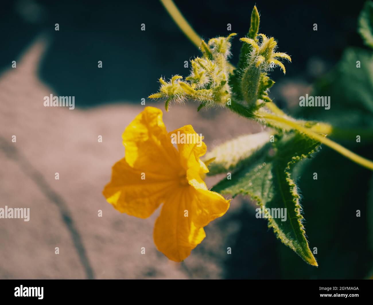 Cucumber flower hi-res stock photography and images - Alamy