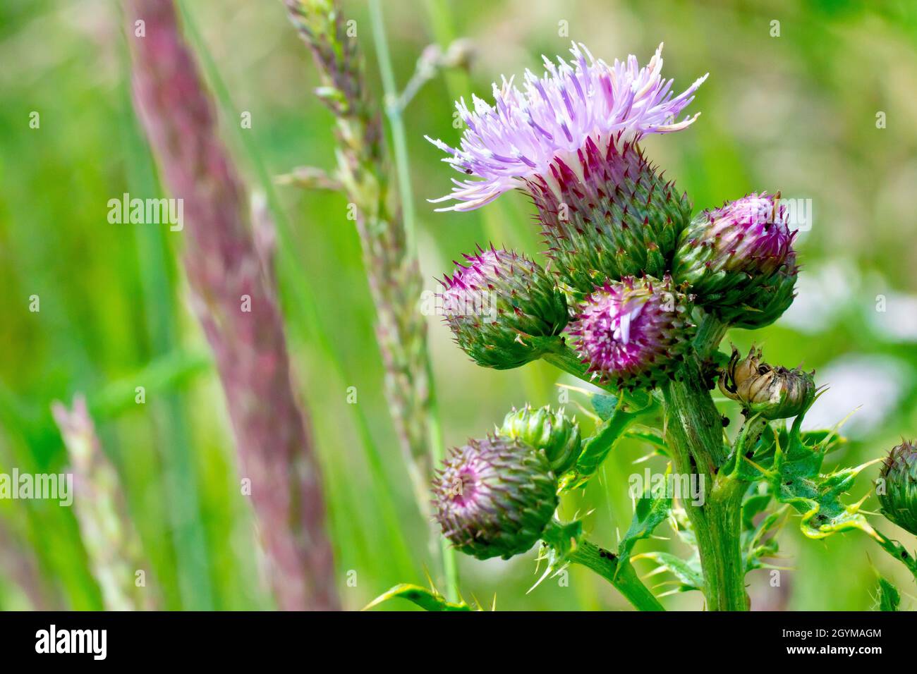 Creeping Thistle (cirsium arvense), close up showing the first flower ...