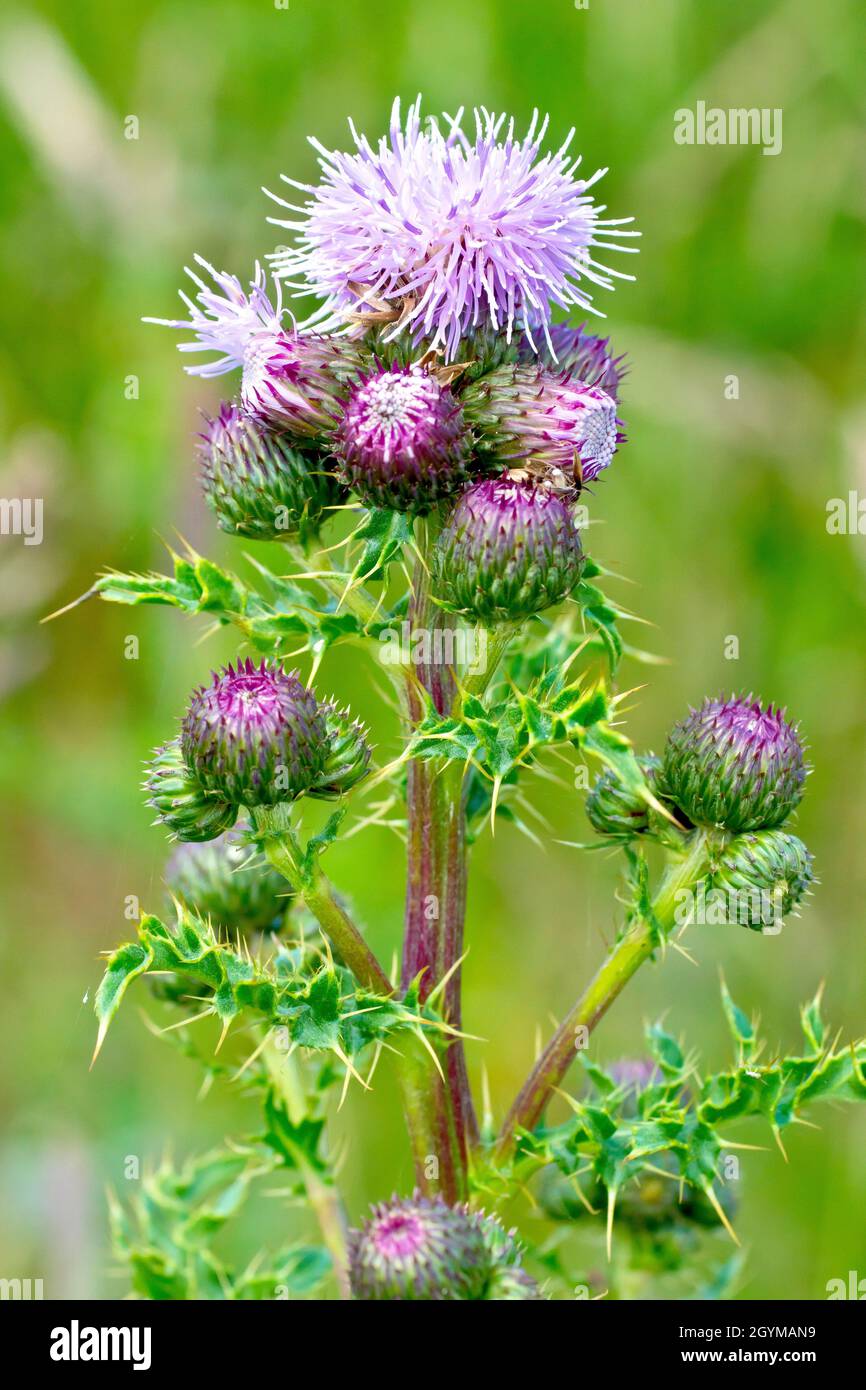 Creeping Thistle (cirsium arvense), close up showing the top of a plant ...