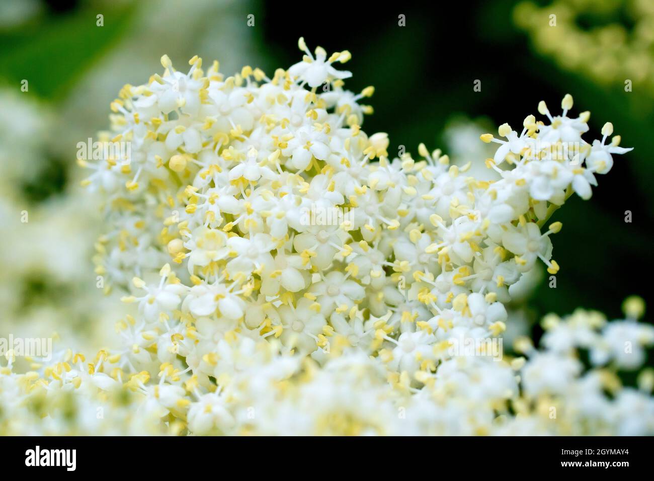 Elder, Elderflower or Elderberry (sambucus nigra), close up of a single ...