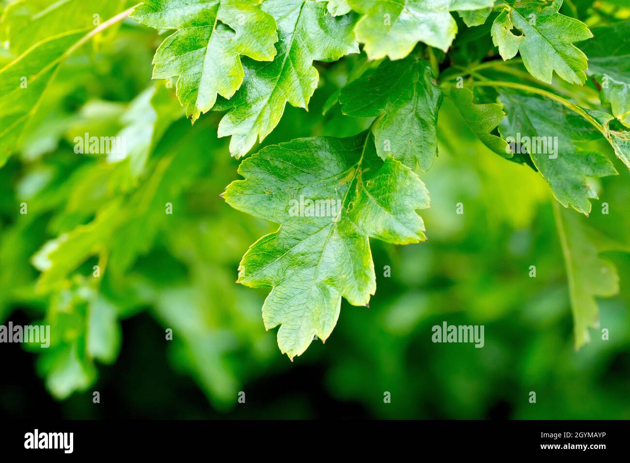 Maytree uk hi-res stock photography and images - Alamy