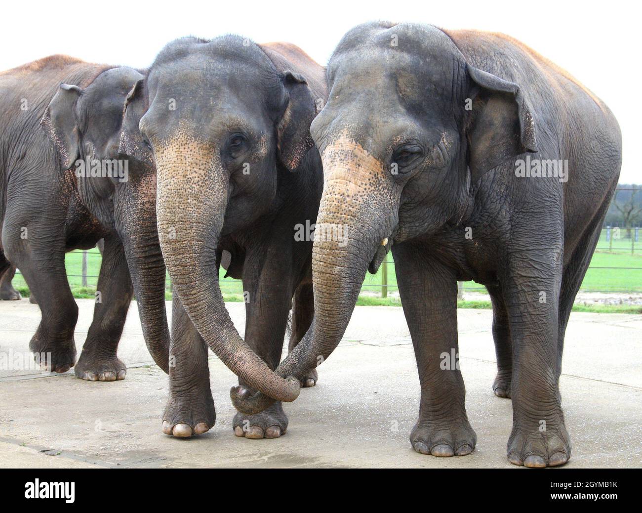 Bedfordshire, UK. Asian Elephants. Annual Stocktake of all species at ...