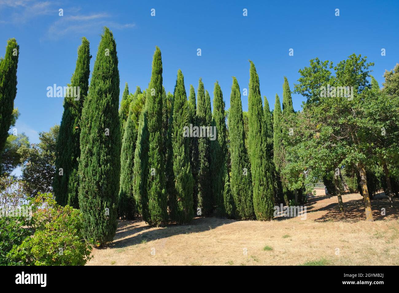 Cupressus vegetation hi-res stock photography and images - Alamy