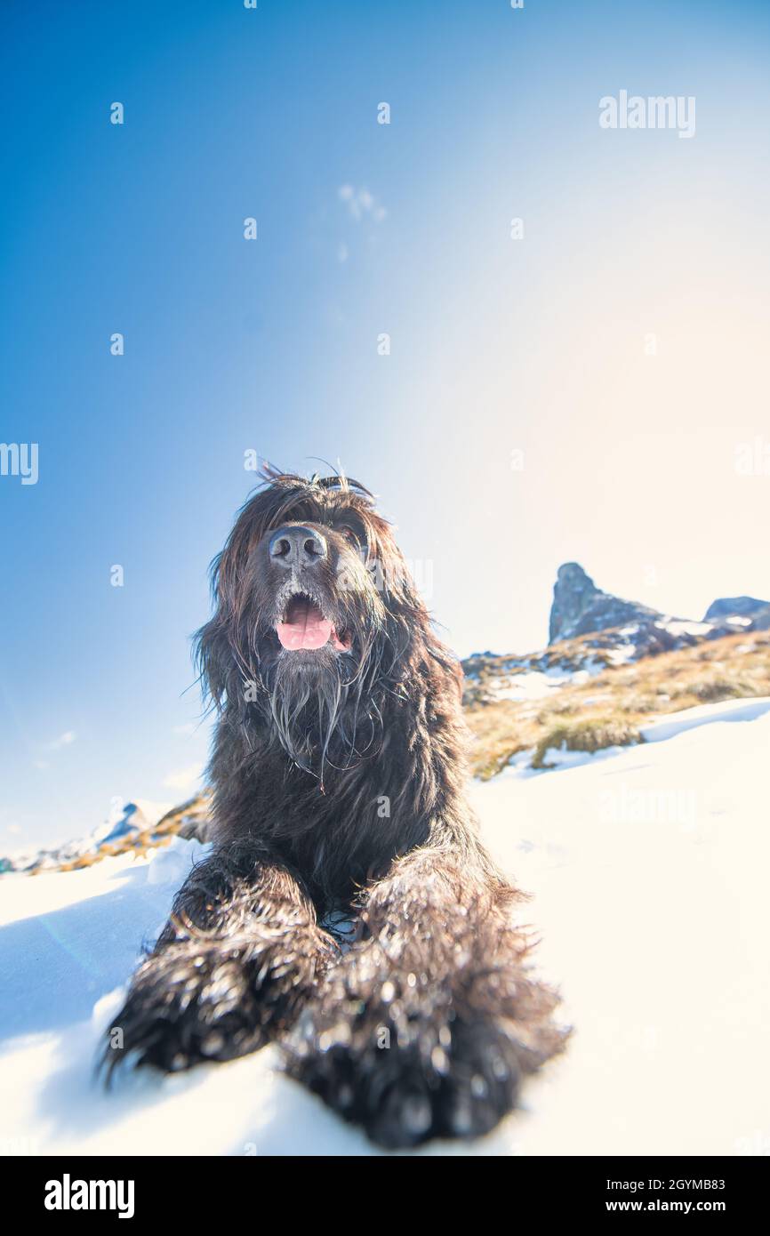 Shepherd dog of the Italian Alps seems to dominate with his gaze Stock ...