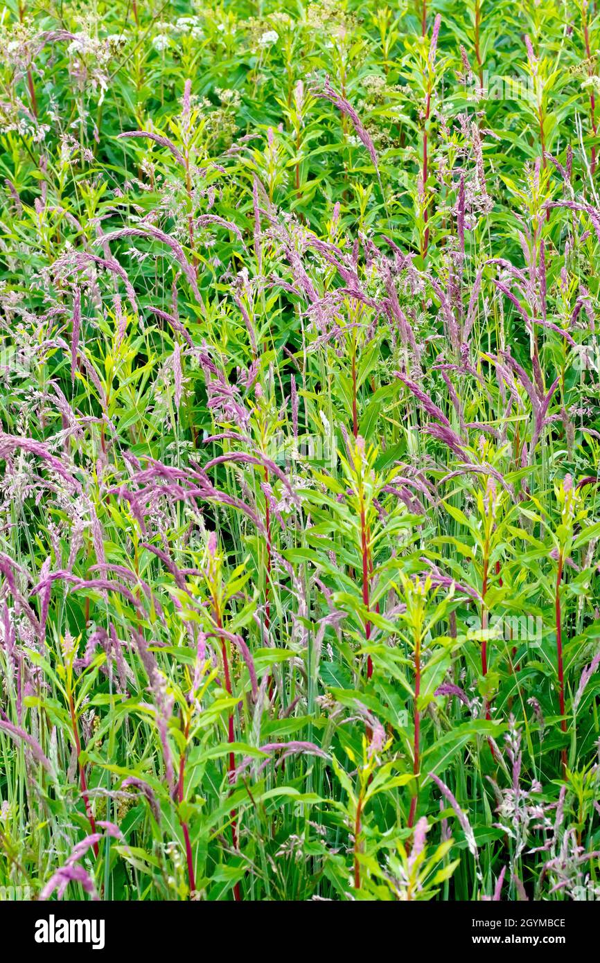 An abstract image of the plant-life on a shallow incline at the edge of ...