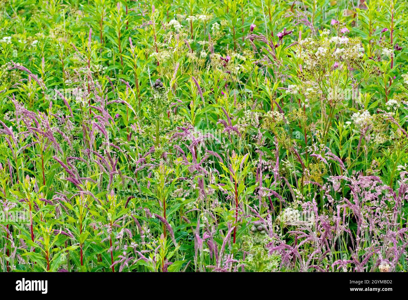 An abstract image of the plant-life on a shallow incline at the edge of ...