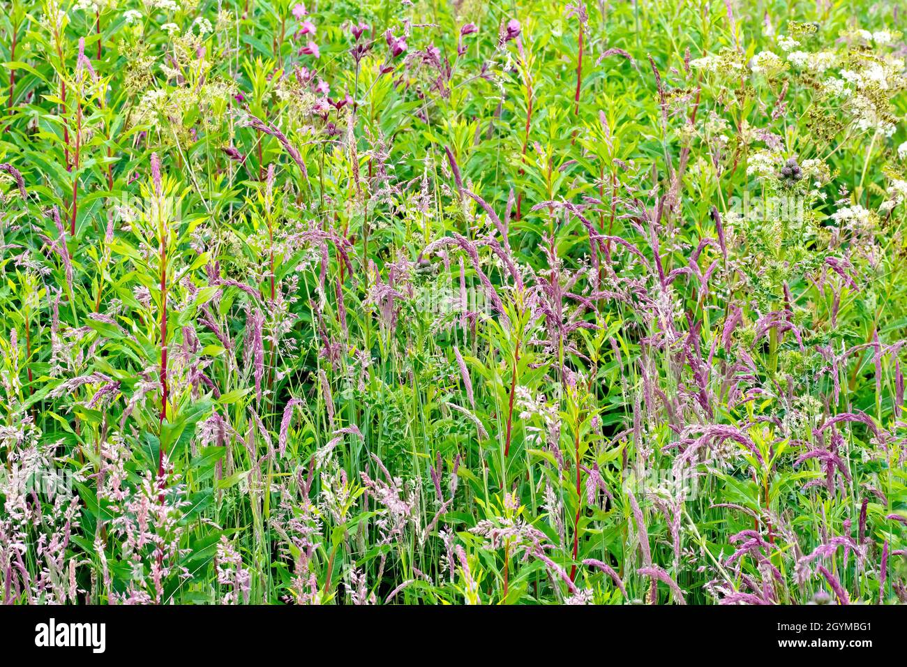 An abstract image of the plant-life on a shallow incline at the edge of ...