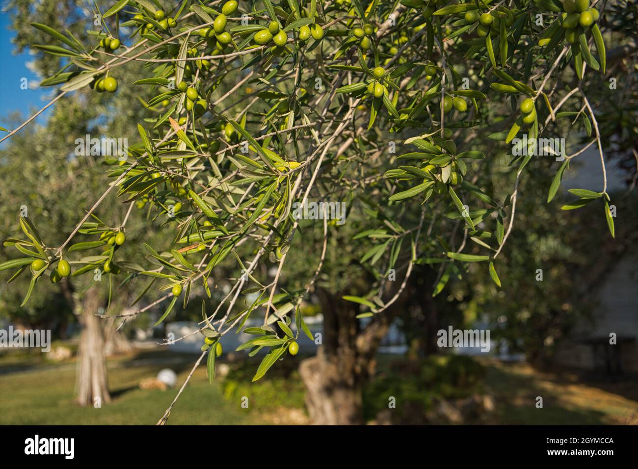 Beautiful view of an olive tree full of olives growing on it Stock ...