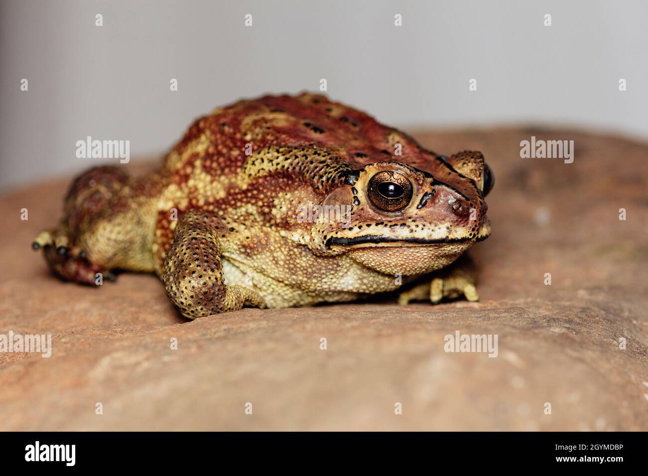 Indan Toad, Duttaphrynus melanostictus, Saswad, Pune District ...