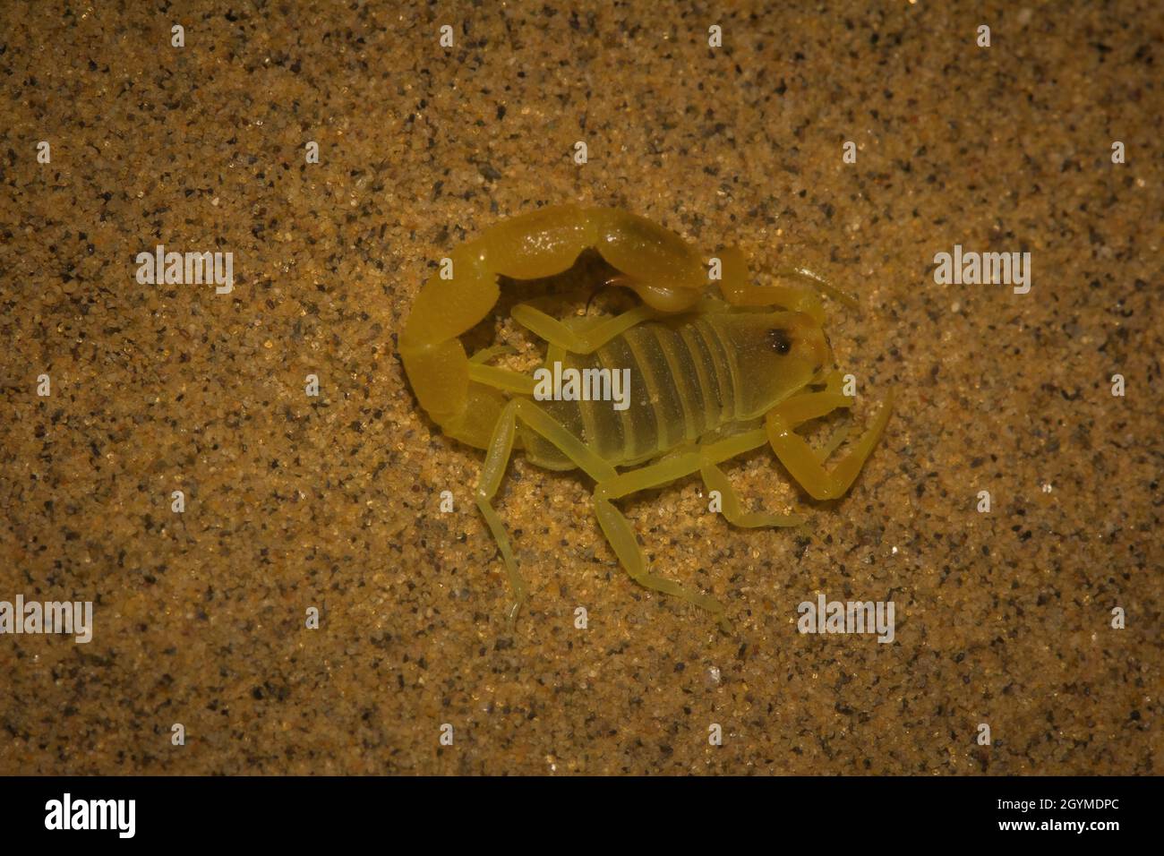 Orthochirus species hi-res stock photography and images - Alamy