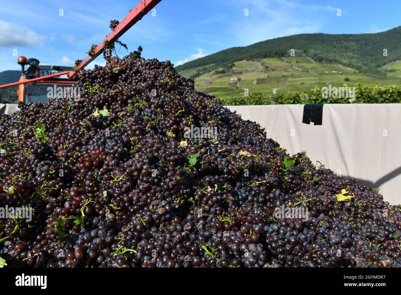 Grape pickers harvesting grapes for wine making in the Alsace region of ...